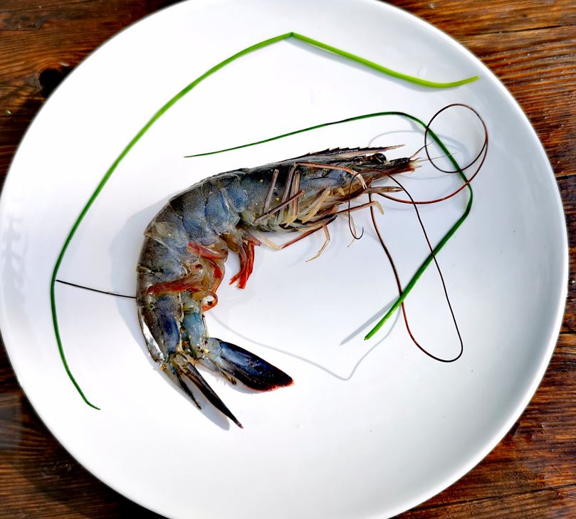 Caledonian Obsiblue Prawns – Reach My Kitchen