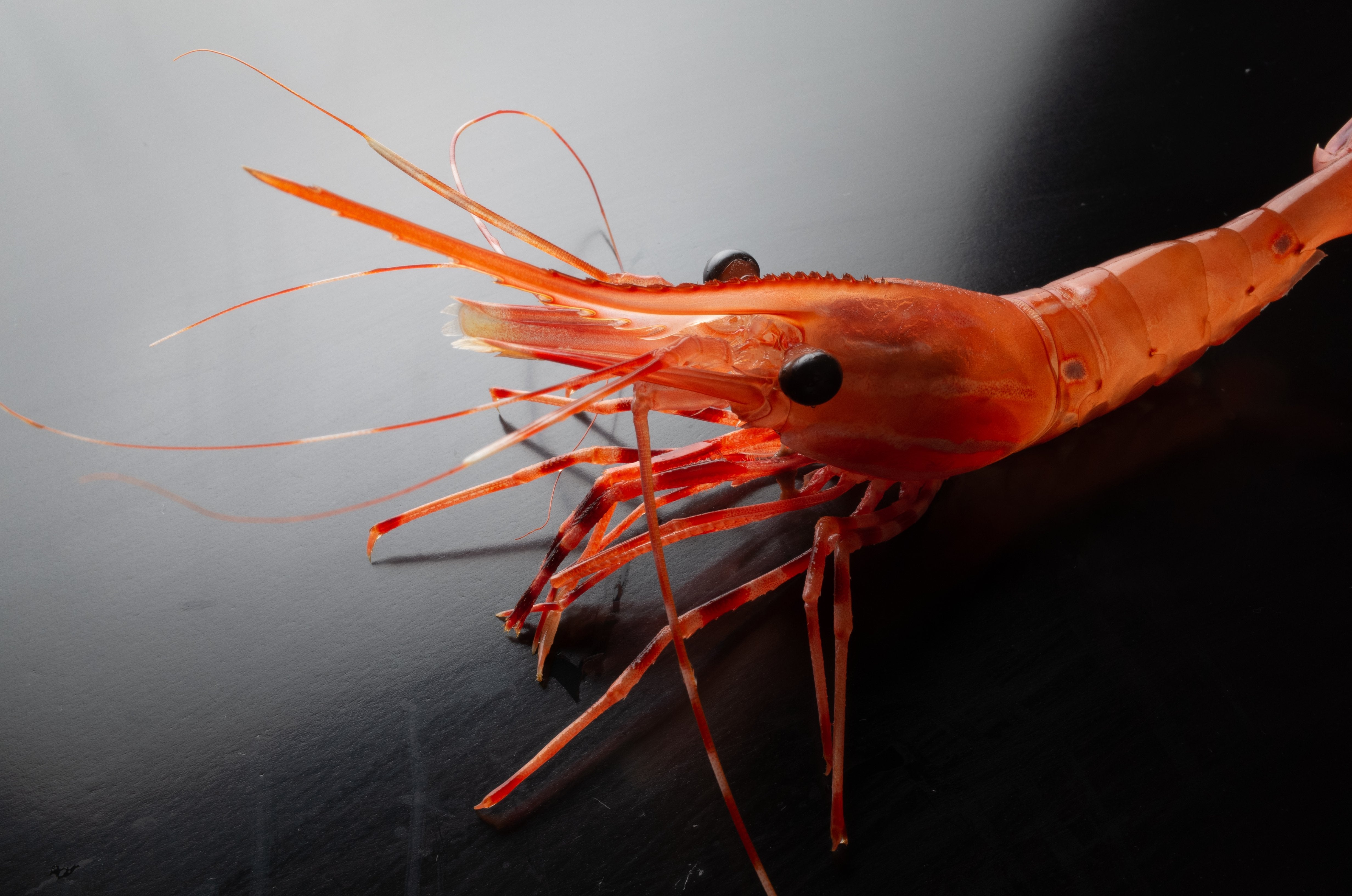 Jumbo Prawns (Botan Ebi) – Reach My Kitchen